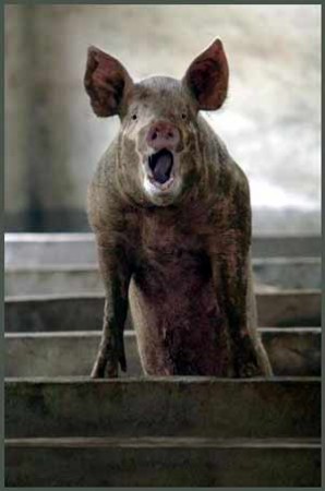 Athwart history - Porkopolis